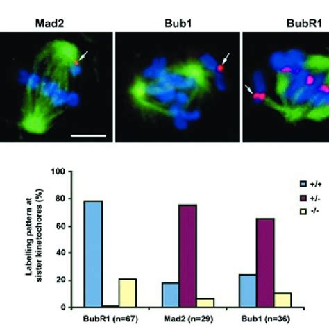 Effect Of Reduced Tension On The Kinetochore Localization Of Mad2 Bub1