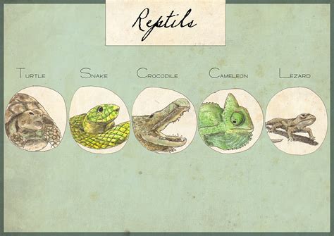 Animals Classification Game Behance