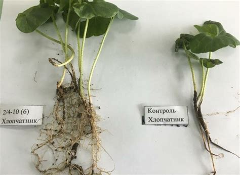 The Effect Of Pgpr On Plant Root Formation Author Fhoto Download