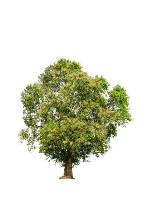 A Tree Shape And Tree Branch Single Green Tree 23791623 Png