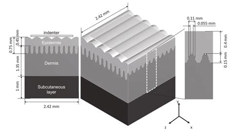 finite element model of skin the upper plane illustrates the position