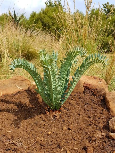 Pin By Little Ball On 1cycadopsida Planting Flowers Backyard