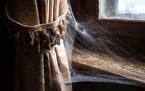 What To Do If You Keep Seeing Spider Webs All Over Your Property