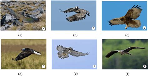 Different Species Of Birds Exhibit Similar Wingtip Slot Structures 3 Download Scientific