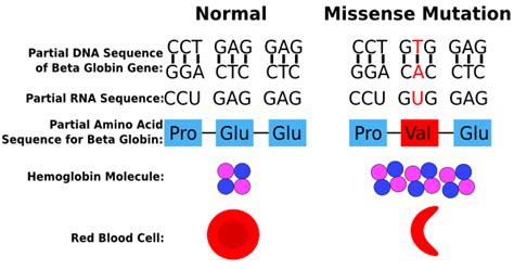 10 Mutations And Mutagens Ms Fowler