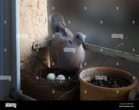 Dove Is Nesting In A Flowerpot On The Windowsill With Two Eggs In The