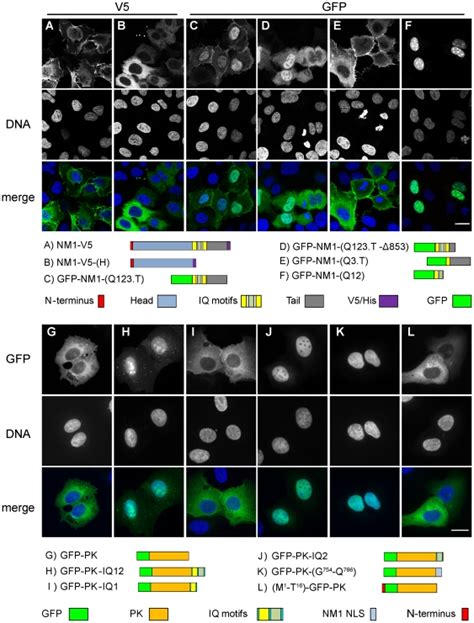 U2os Cell Transfected With A Panel Of Truncation Constructs Of Full