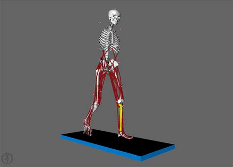Illustration Of The Marker Setting In The Opensim Standard Model The