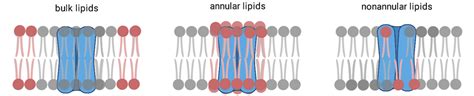 Protein Lipid Interactions Meiler Lab