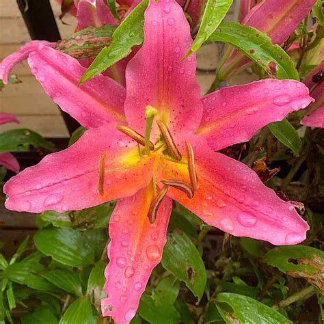 Lilium Mount Cook Orientalsk Lilje Stauderiket Blogg