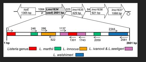 How To Make A Schematic Diagram Of Gene And Primer Binding Sites ResearchGate