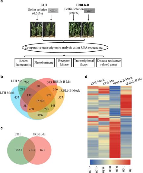 The RNA Seq Workflow And Global Profiling A The RNA Seq Workflow Of Download Scientific