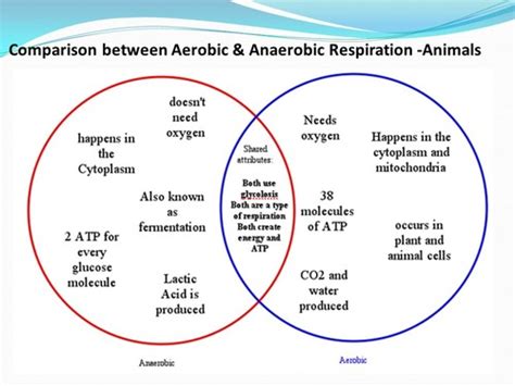 Microbio Lecture 3 Flashcards Quizlet
