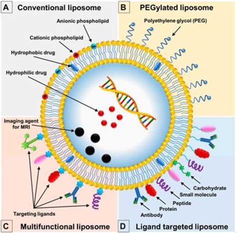 A Conventional Liposomeb Peg Latedliposomec Multifunctional