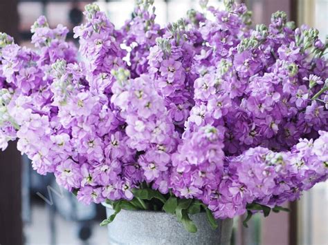 S5109 Маттиола Cinderella Lavender 10шт. - купить в Москве в интернет ...