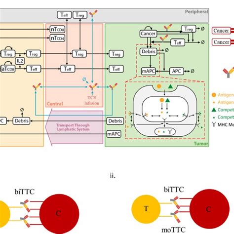 Effect Of Cd3 Binding Affinity Kd Cd3 Tce On Bittc And Mottc Density
