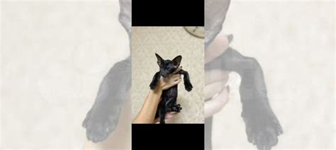 Котята ориентальной породы купить в Волоколамске Животные и зоотовары Авито