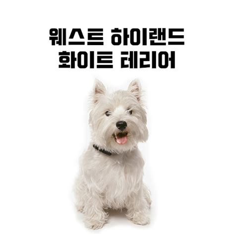 견종 웨스트 하이랜드 화이트 테리어