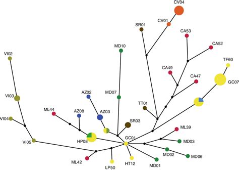 Median Joining Networks Topologies Of Mtdna Control Region Haplotypes Download Scientific