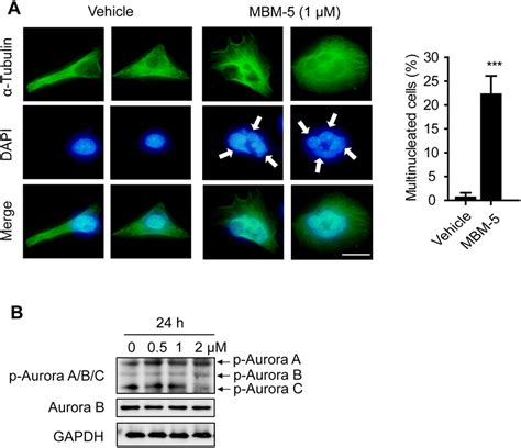 Mbm 5 Increases Formation Of Multinuclear Cells A Representative