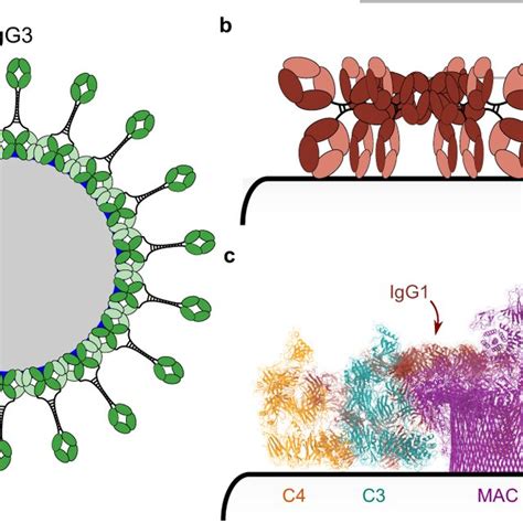 A model of antigen-bound hexameric IgG3 a Hexameric IgG3-Fc platform ...