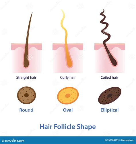 Hair Follicle Cross Section At Molly Nielsen Blog