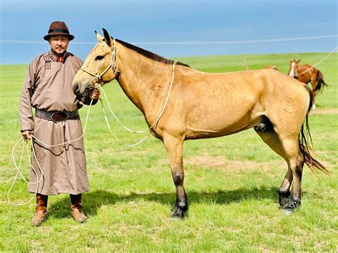 🐎Халиун морины супер Сүхбаатарын Хурд Сугалаат худалдаа