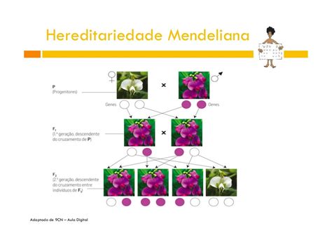 Mapa Mental Sobre Hereditariedade Retoedu