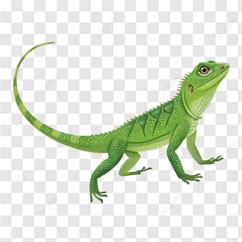 녹색 도마뱀 녹색 도마뱀 녹색 도마뱀 이미지 도마뱀 Png 일러스트 및 이미지 에 대한 무료 다운로드 Pngtree