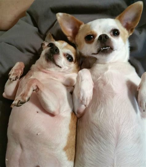 Ways Chihuahuas Communicate With Their Owners I Love My Chi