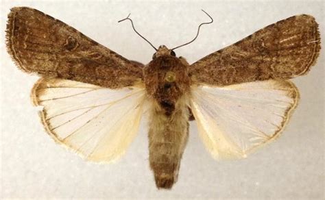 Spodoptera Frugiperda