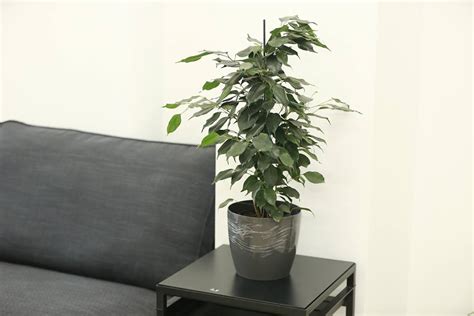 ოთახის 5 მცენარე რომელიც ყველაზე მეტ ჟანგბადს გამოყოფს ფლორისტი გირჩევთ როგორ მოუაროთ მათ