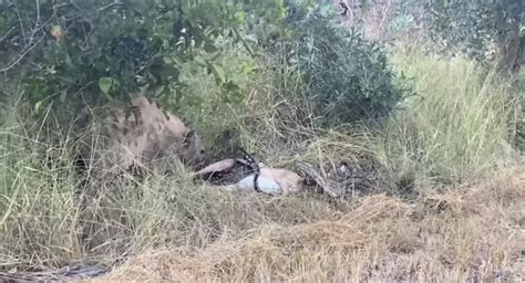 Watch Greedy Spotted Hyena Snatches Impala From A Large Python