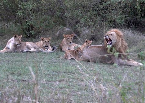 ماده شیر به بچه ها با دم شیر بازی نکنید حتی اگر پدرتان باشد فیلم