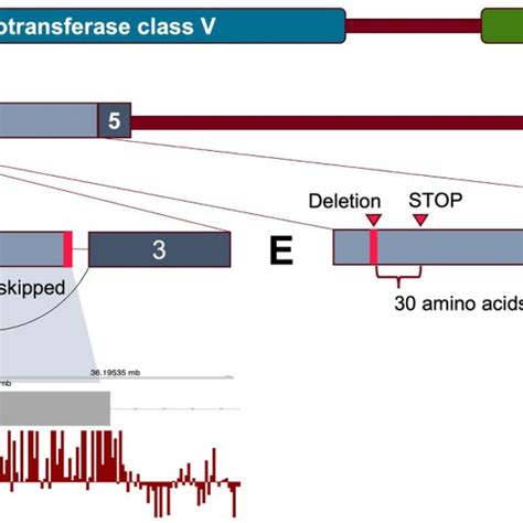 Schematic Of The Effect Of The Mixed Breed Xanthinuria Type 1 Variant