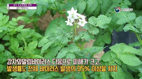 감자 주요 병해충 방제 1 감자 Y바이러스 Youtube