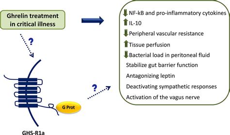 The Protective Effects Of Ghrelin Treatment In Critical Illness Download Scientific Diagram