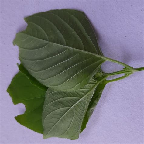 Logeshwaran Roboflow Universe