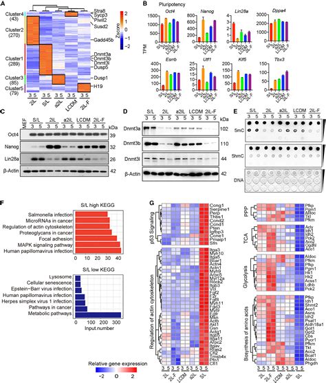 Culture Conditions Of Mouse Escs Impact The Tumor Appearance In Vivo