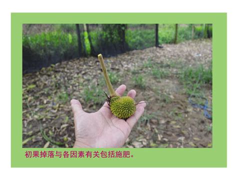 浅谈榴莲施肥 农业天地网