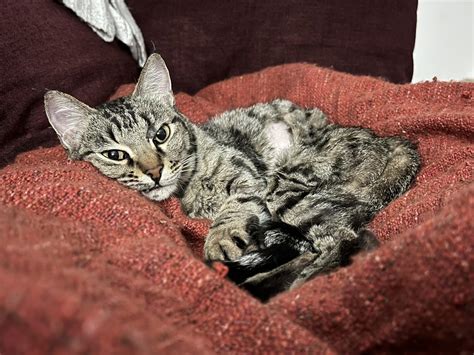 Benjamin Buttons Team Cat Rescue