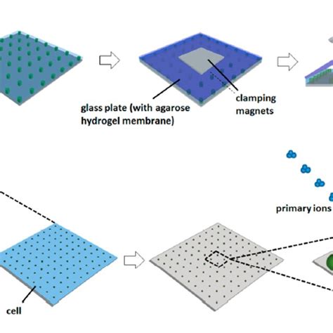 Schematic Illustration Of Pdms Microarray For Single Cell Patterning Download Scientific