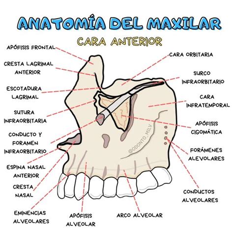 Anatomía De Maxilares Milena Bustos Udocz