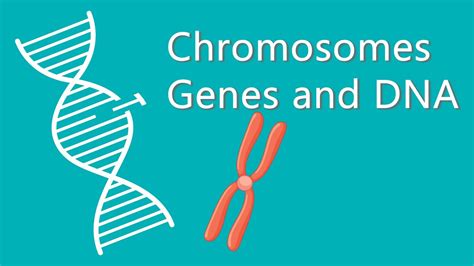 Igcseo Level And Grade 12 Biology Chromosomes Genes And Dna သက်ရှိ ၏ မျိုးဗီဇဆိုင်ရာ အချက်မ