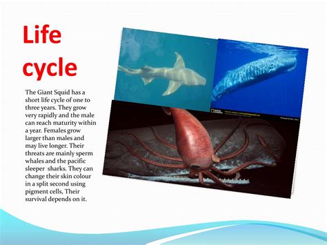 Ppt The Giant Squid Powerpoint Presentation Free Download Id2520589