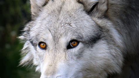 Wolf Eyes Wallpapers 4k Hd Backgrounds On Wallpaperbat