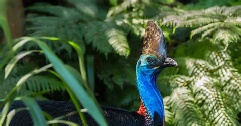 Southern Cassowary The Foundation For Australias Most Endangered