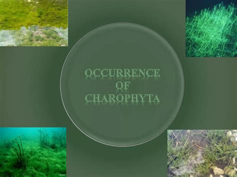 Charophytes Pptx