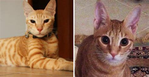 아라비안 마우 사막에서 온 귀가 크고 희귀한 고양이 비마이펫 라이프