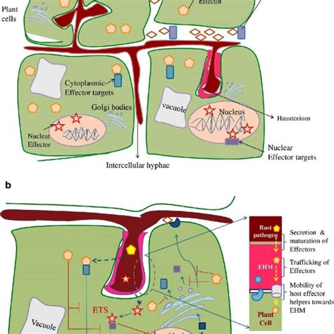 PDF Rust Pathogen Effectors Perspectives In Resistance Breeding